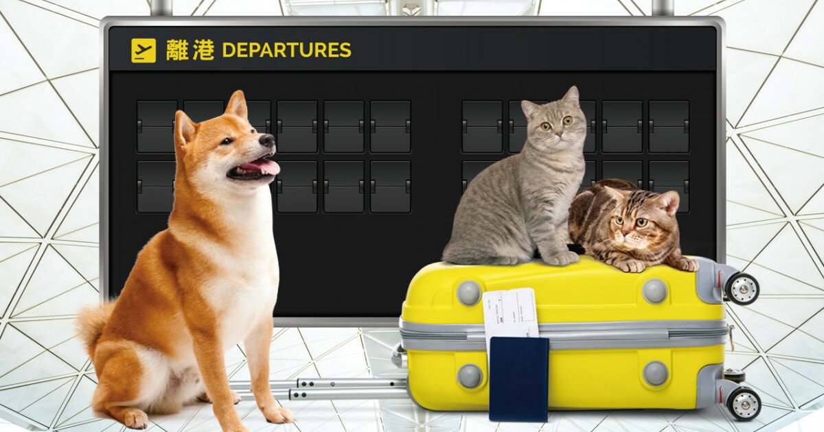 Quotations for Pet Relocation Services Lack Specificity Demand Clear ...